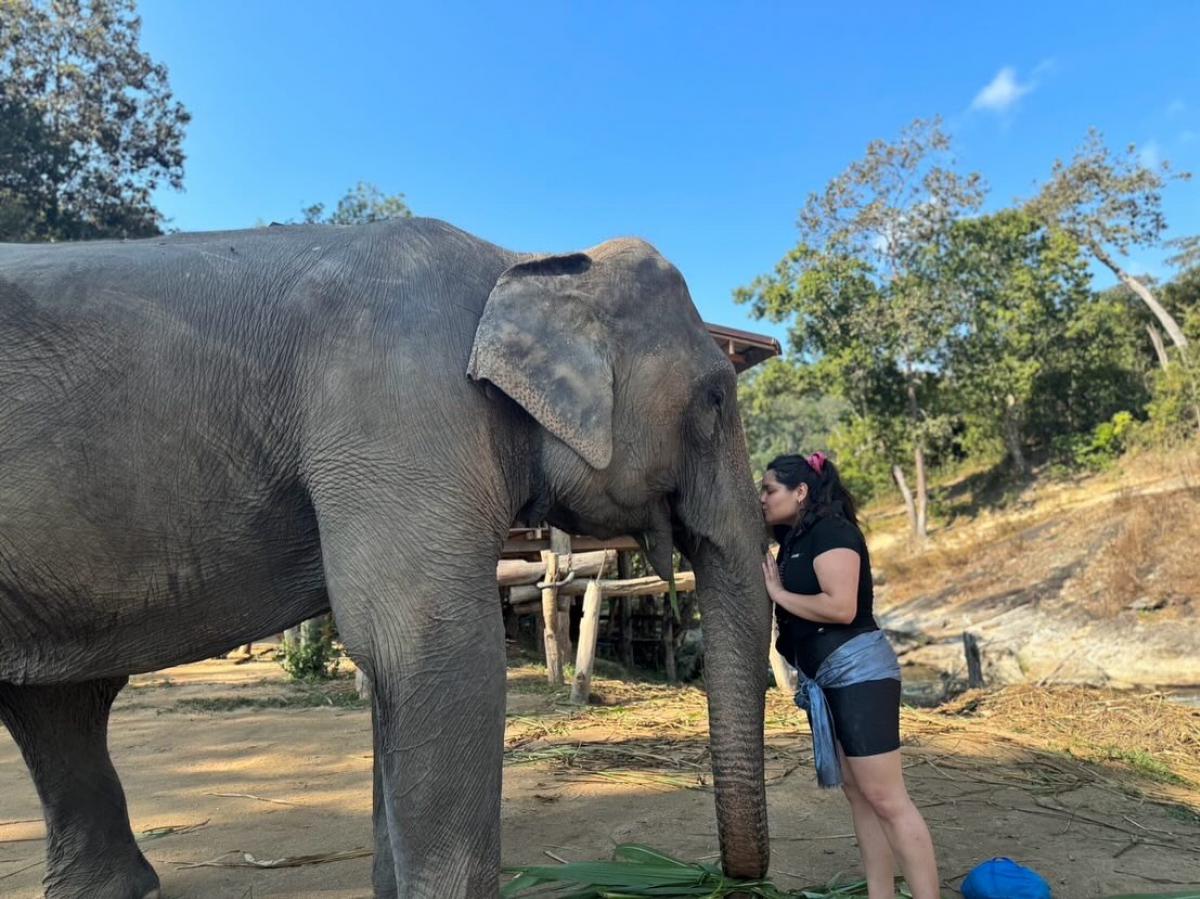 Chiang Mai Morning: Elephant Sanctuary & Waterfall Tour : Elephant ChiangMai Thailand Elephant ...
